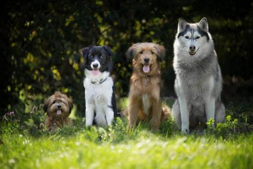 Chiens les plus intelligents : Top 10 - Doggy & Co