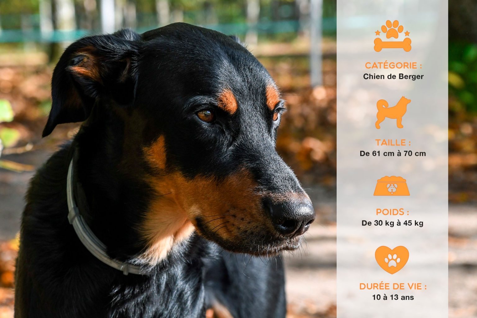 Beauceron : Son caractère et ses caractéristiques - Doggy & Co
